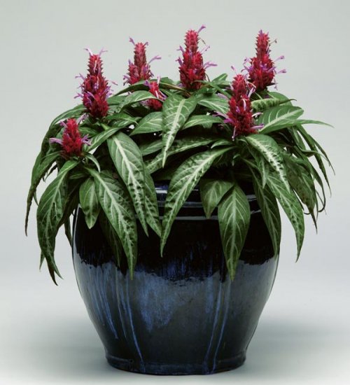 brazilian fireworks - Green Orchid Nursery & Garden Center