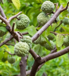 Custard Apple Trees - Green Orchid Nursery & Garden Center