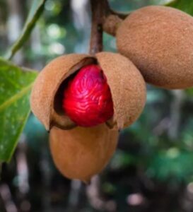wild nutmeg tree - Green Orchid Nursery & Garden Center