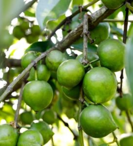 temple trees - Green Orchid Nursery & Garden Center