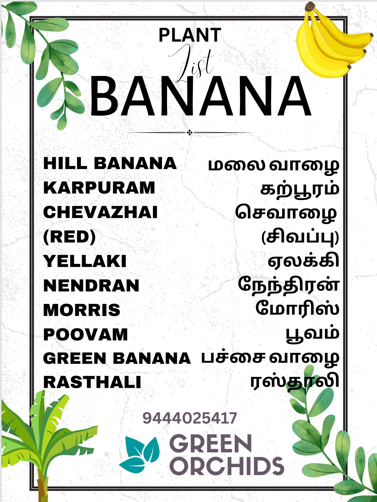 9 varieties of Banana Plant / Trees - Green Orchid Nursery & Garden Center